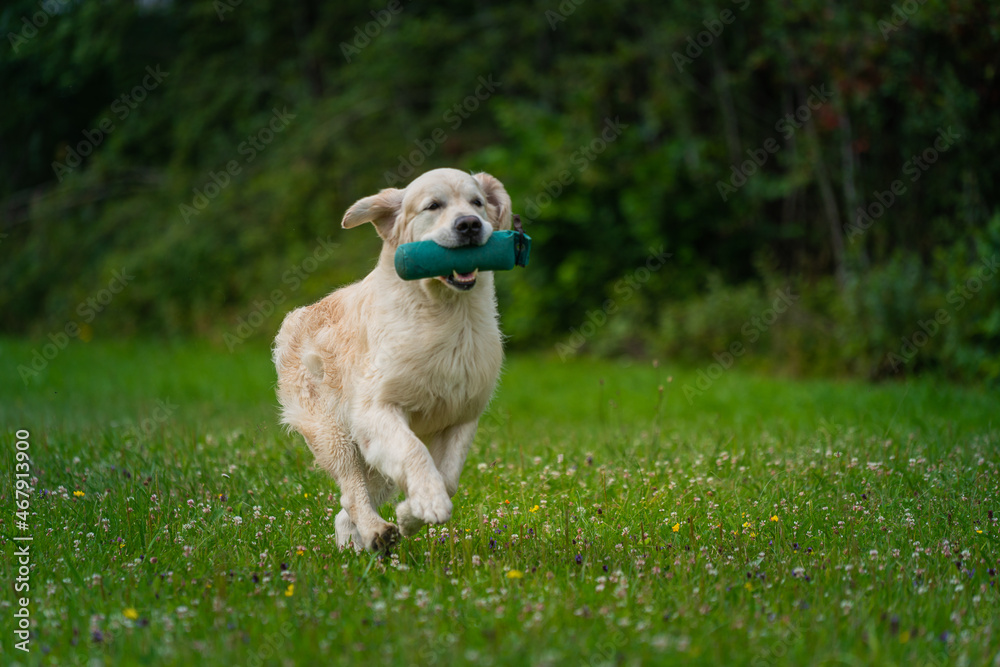 Beautiful golden retriever dog carrying a training dummy in its mouth ...
