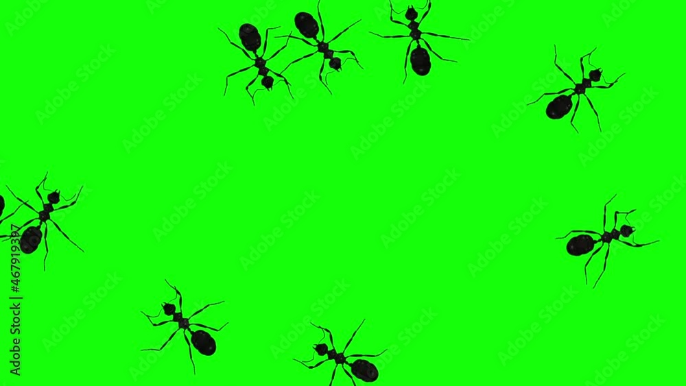 10 Ants - Crossing Screen - Top View - 3D Animation loop isolated with ...
