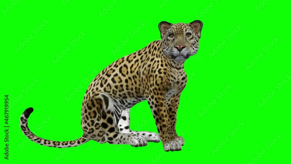 Jaguar - Roaring - Seating - 3D Animation loop isolated with green ...