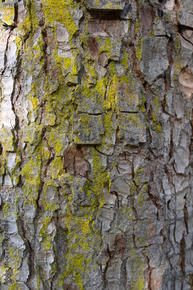 Green lichen on the bark of a tree. Tree trunk affected by lichen. Moss ...