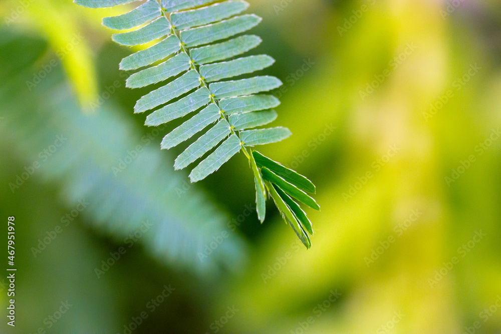 Mimosa pudica green leaves. Shy plant called sensitive, sleepy, action ...