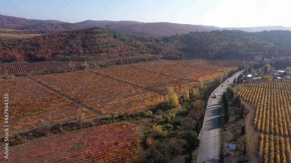 Autumn rural scenery. A landscape of fall vineyards on a hill with red ...
