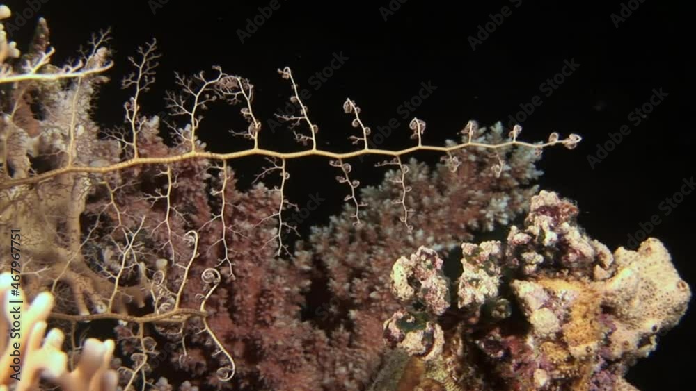 Close-up Gorgonocephalus (Gorgon's head) stands on coral reef sand. He ...