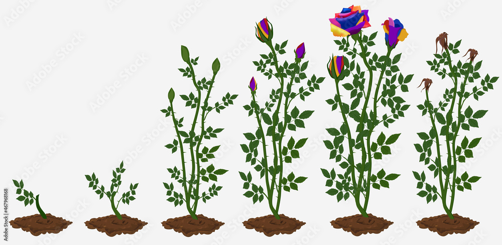 Stages of rainbow rose plant growth.Plant growing stages, isolated on ...