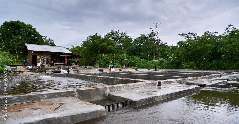 carp farming. the farmer is feeding the goldfish. fish pond for ...