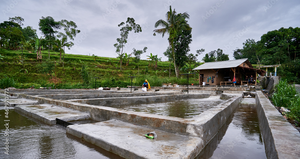 carp farming. the farmer is feeding the goldfish. fish pond for ...