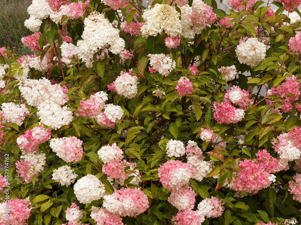 Hydrangea paniculata | Panicled hydrangea, shrub with flowers in ...