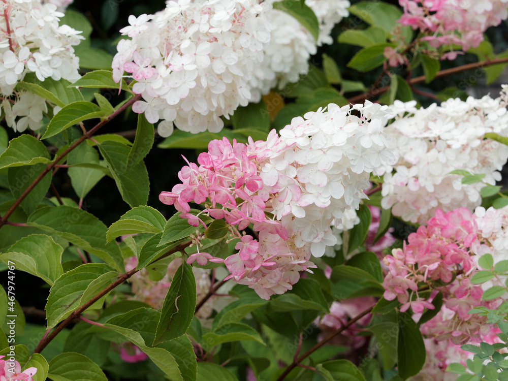 Hydrangea paniculata | Panicled hydrangea, shrub with flowers in ...
