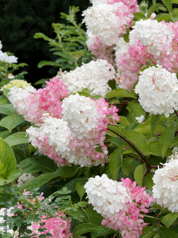 Hydrangea paniculata | Panicled hydrangea 'Pink Diamond'. Ornamental ...