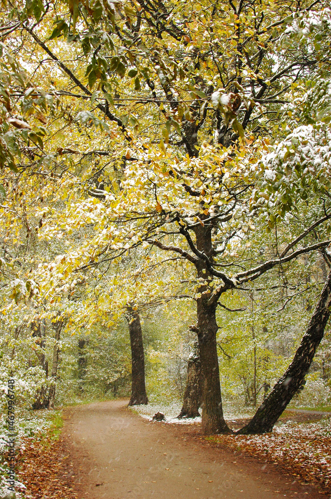 First snow. Trees with yellow leaves are covered with white snow ...