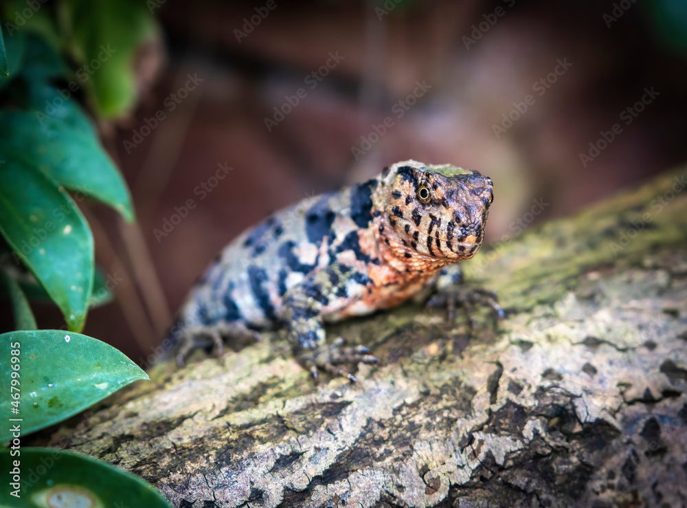 The Chinese crocodile lizard (Shinisaurus crocodilurus) is a ...