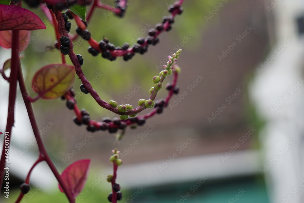 Anredera cordifolia (Also called Madeira vine, mignonette vine) with a ...