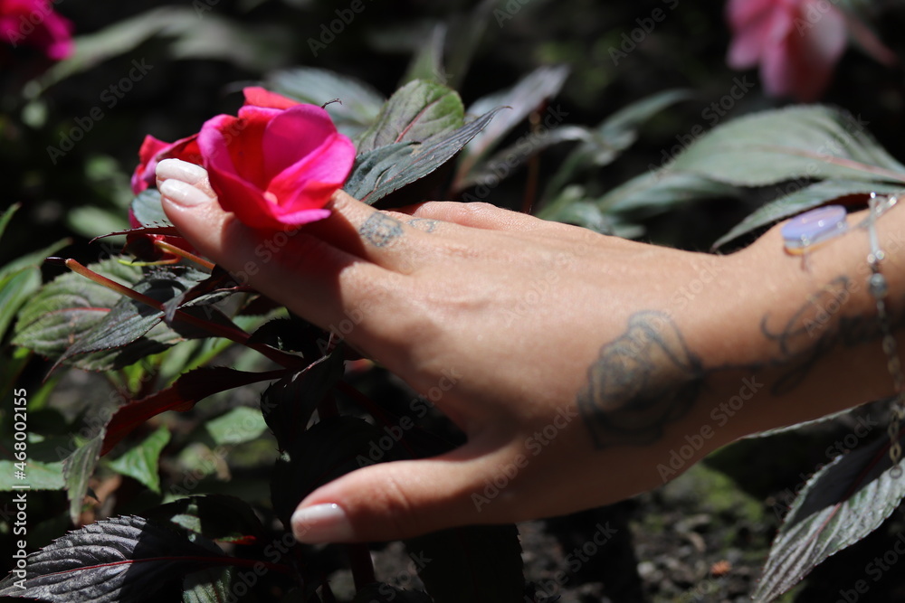Beautiful pink rose - Model picking up pink Stock Photo | Adobe Stock