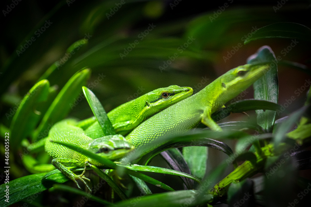 Sakishima Grass Lizard also known as Takydromus dorsalis Stock Photo ...