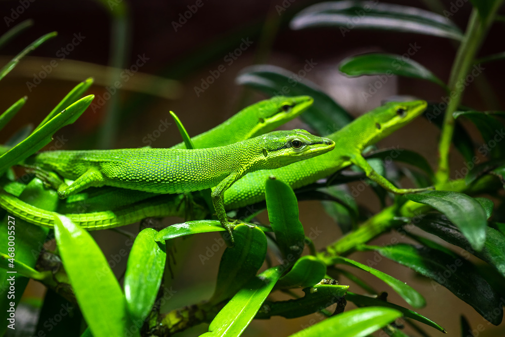 Sakishima Grass Lizard also known as Takydromus dorsalis Stock Photo ...