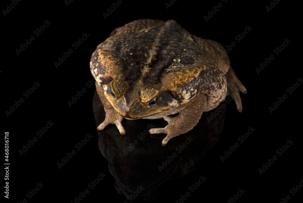 Giant marine cane toad isolated on white background Stock Photo | Adobe ...