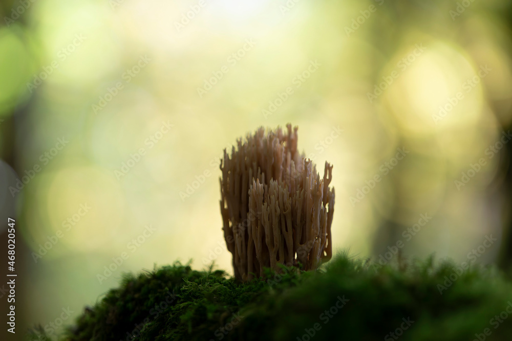 Coral fungus Ramaria in close view in forest Stock Photo | Adobe Stock
