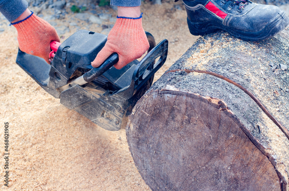 Chainsaw. The chainsaw cuts wood. A man cuts a saw cut from a tree ...