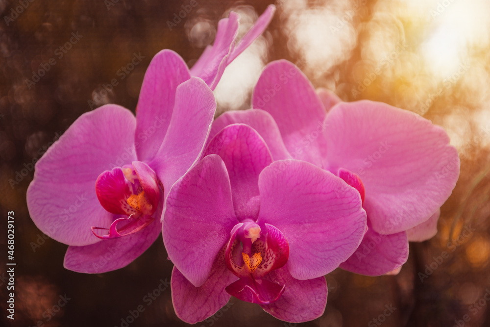 Orchids are a diverse and widespread family of flowering plants, with ...