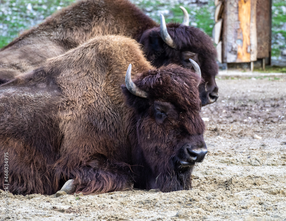 American buffalo known as bison, Bos bison in the zoo Stock Photo ...