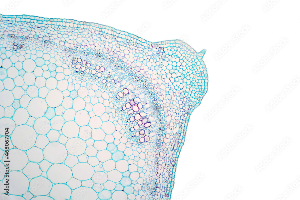 Cross sections of plant stem under light microscope view. Stock Photo ...