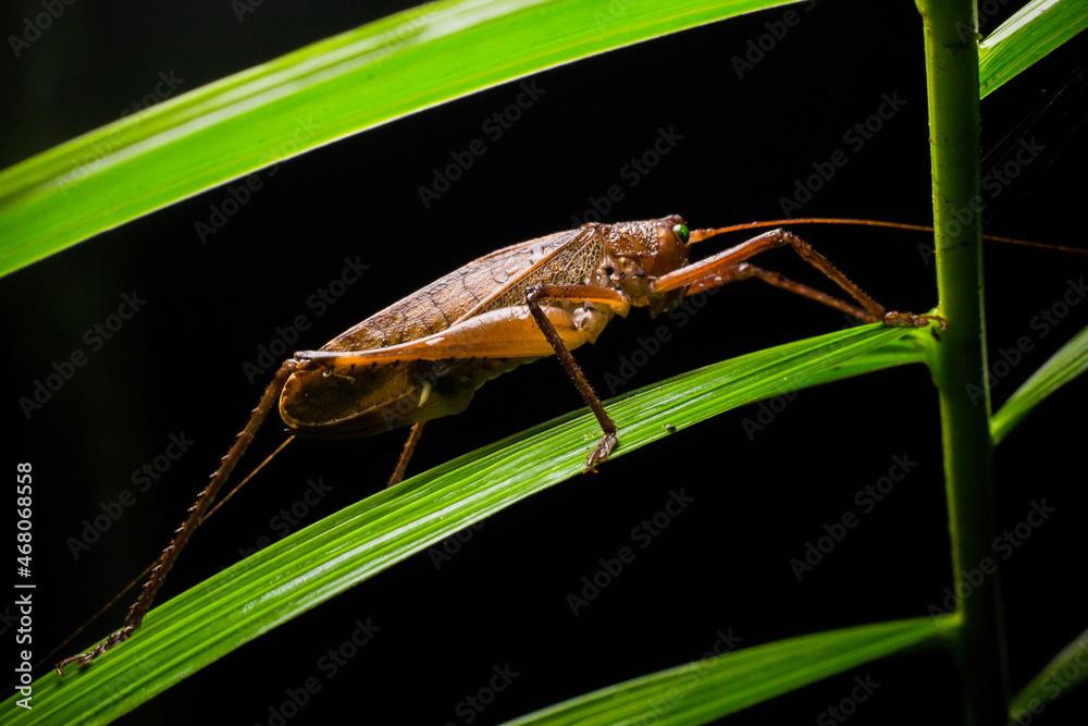𝙂𝙧𝙮𝙡𝙡𝙤𝙞𝙙𝙚𝙖 es la superfamilia de insectos , del orden 𝙊𝙧𝙩𝙝𝙤𝙥𝙩𝙚𝙧𝙖 ...