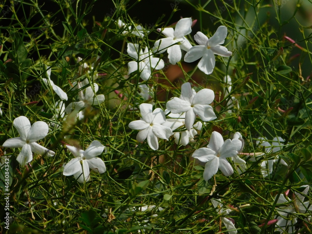 Jasminum Officinale Grandiflorum