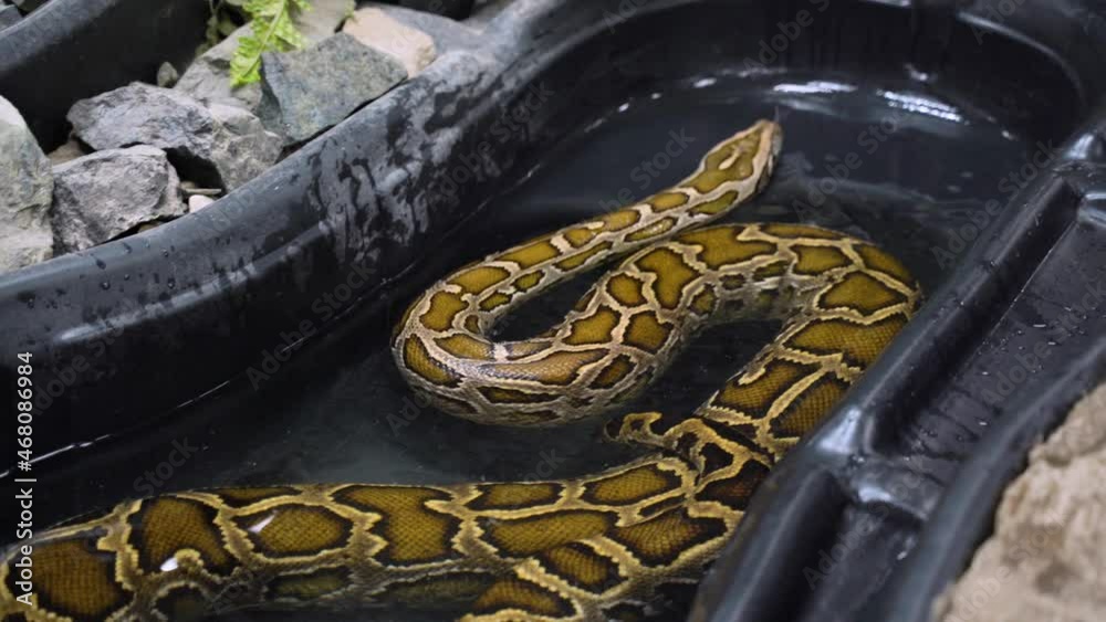 Piton regal.The ball python Python regius , also called the royal ...