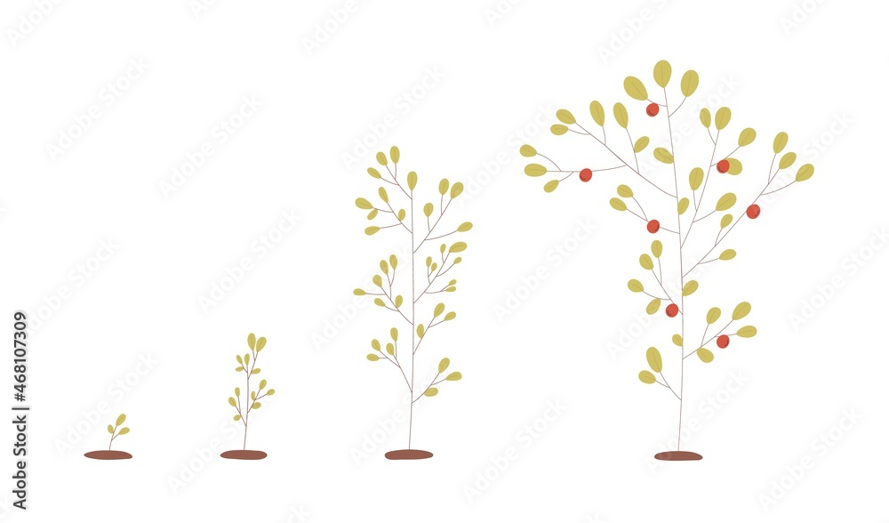 Tree growing process. Growth from seedling and sprout to adult plant ...