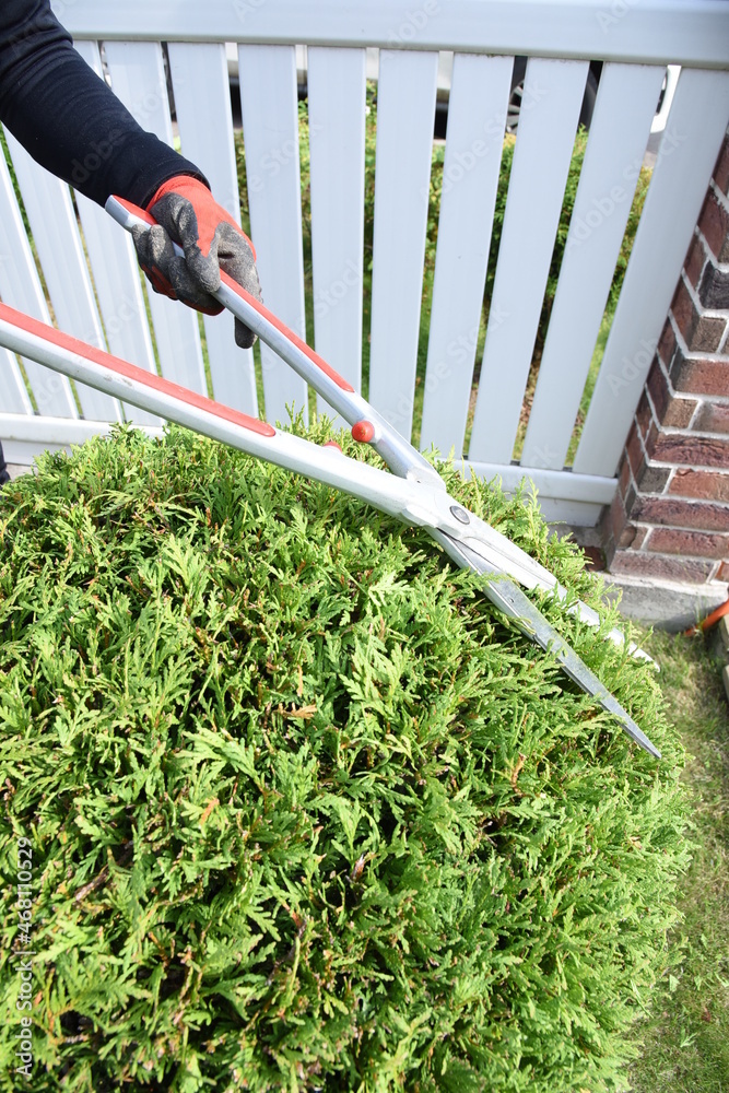 Bush or shrub cutting with garden scissors. Forming thuja sphere by ...