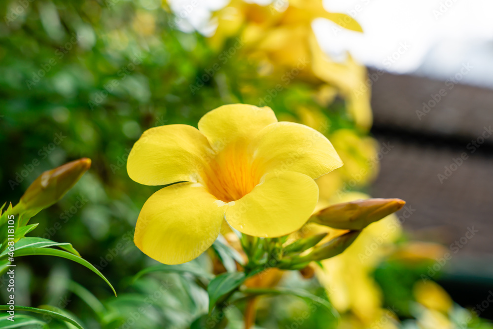 Allamanda cathartica, commonly called golden trumpet, common ...