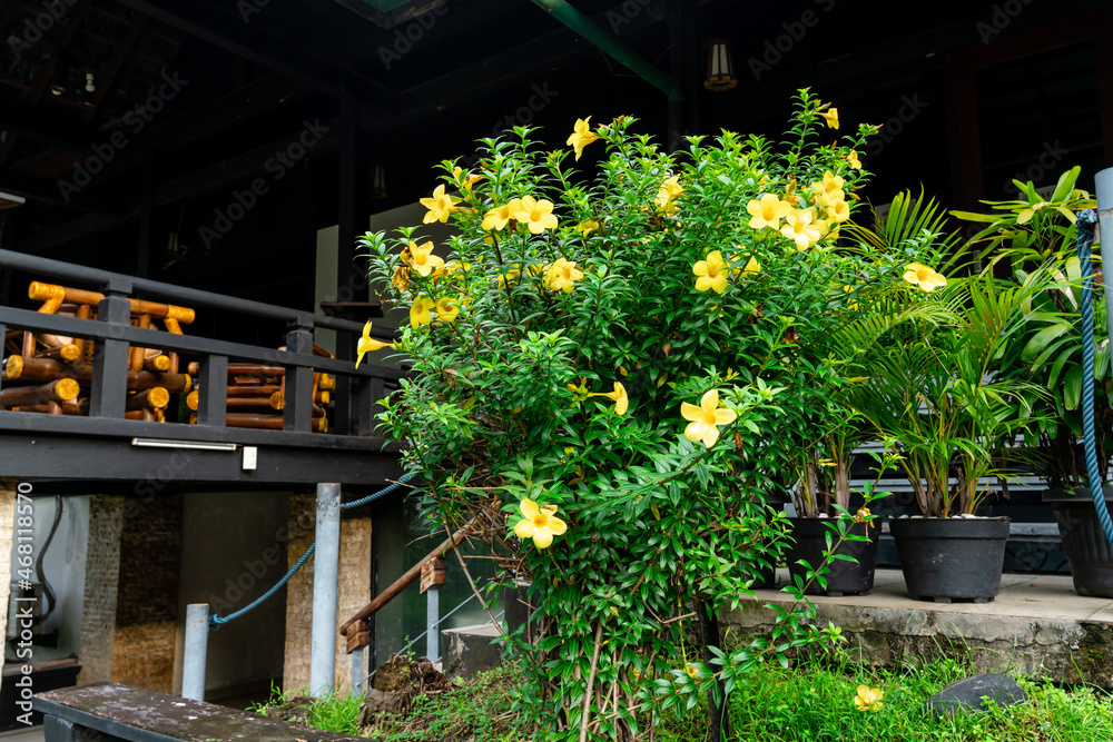 Allamanda cathartica, commonly called golden trumpet, common ...