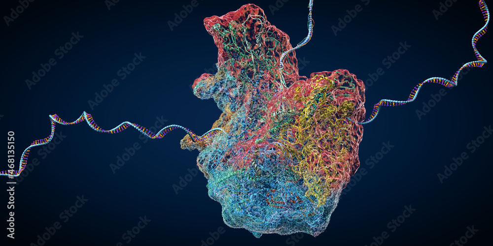 Ribosome as part of an biological cell constructing messenger rna ...
