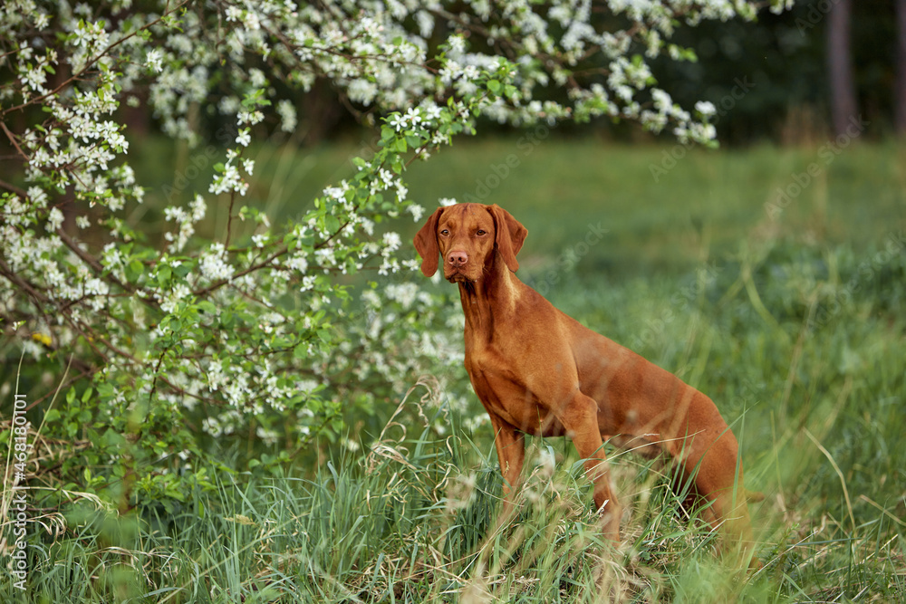 The Hungarian dog breed is on a walk in the summer in nature. The dog ...