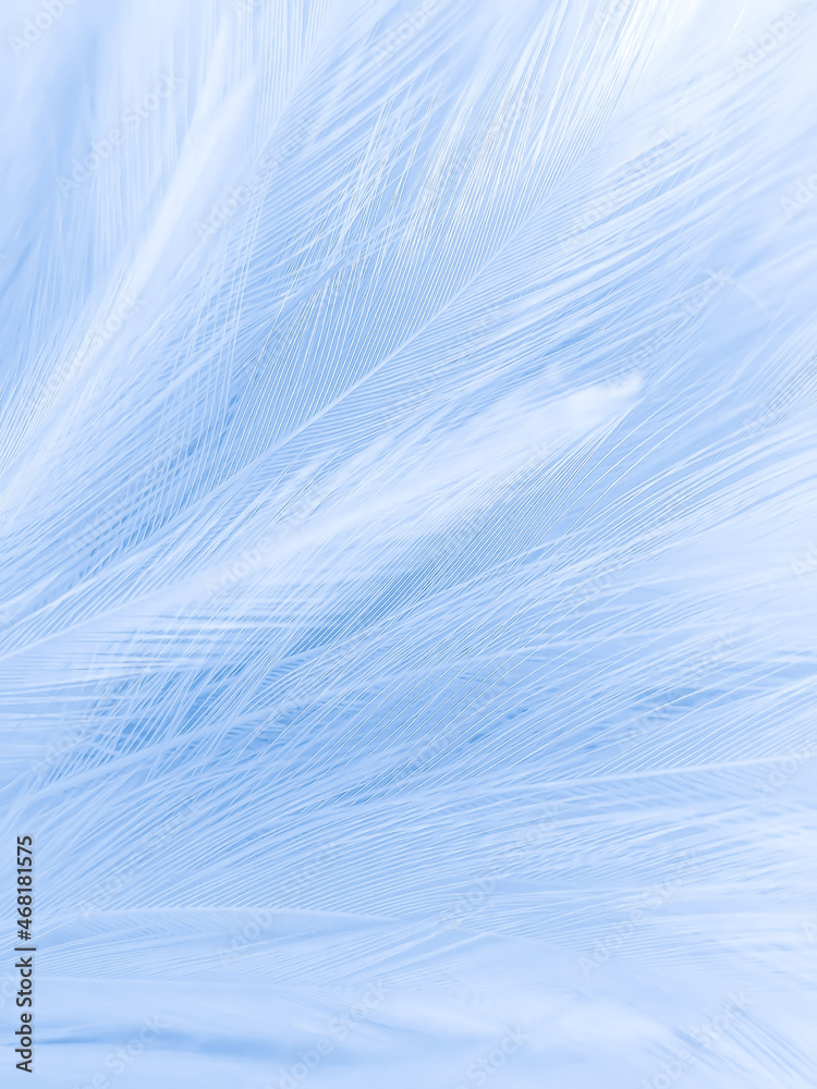 Beautiful abstract blue feathers on white background, white feather ...
