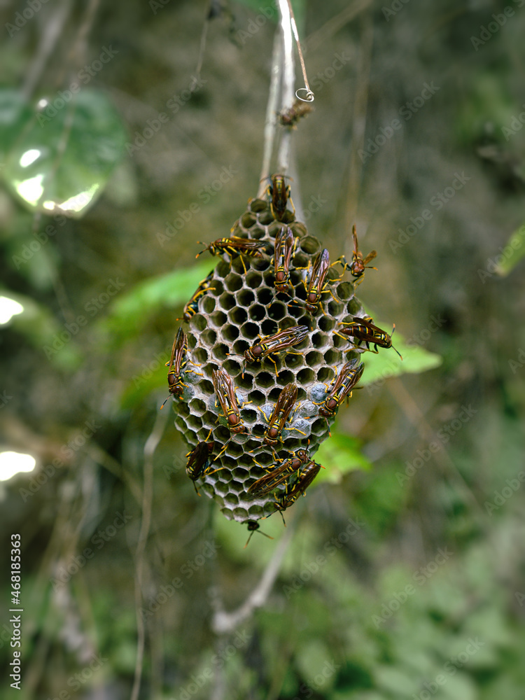 image macro wild wasp honeycomb on wild nature. Photo of wild wasps ...