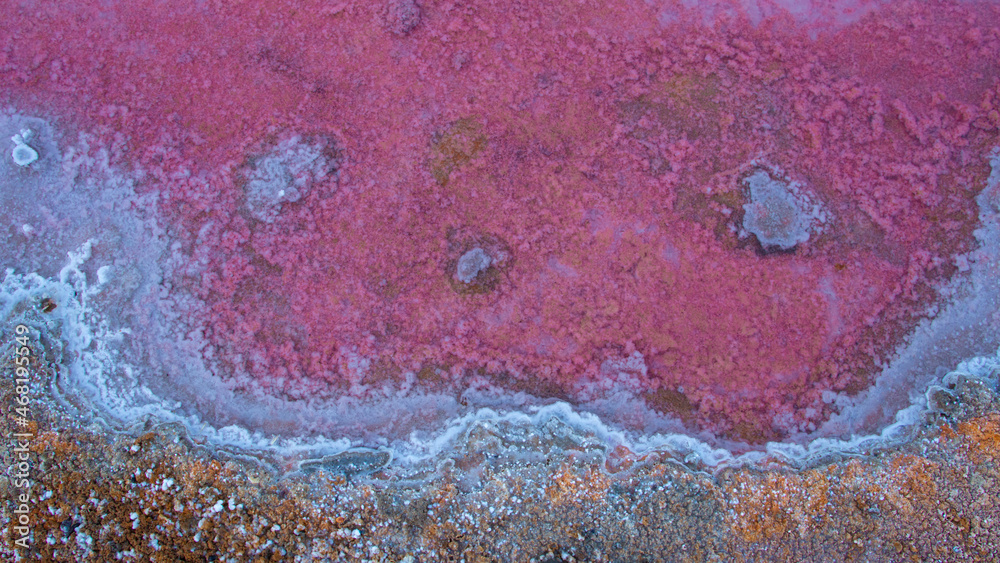 Dunaliella salina is a type of halophile green micro-algae especially ...