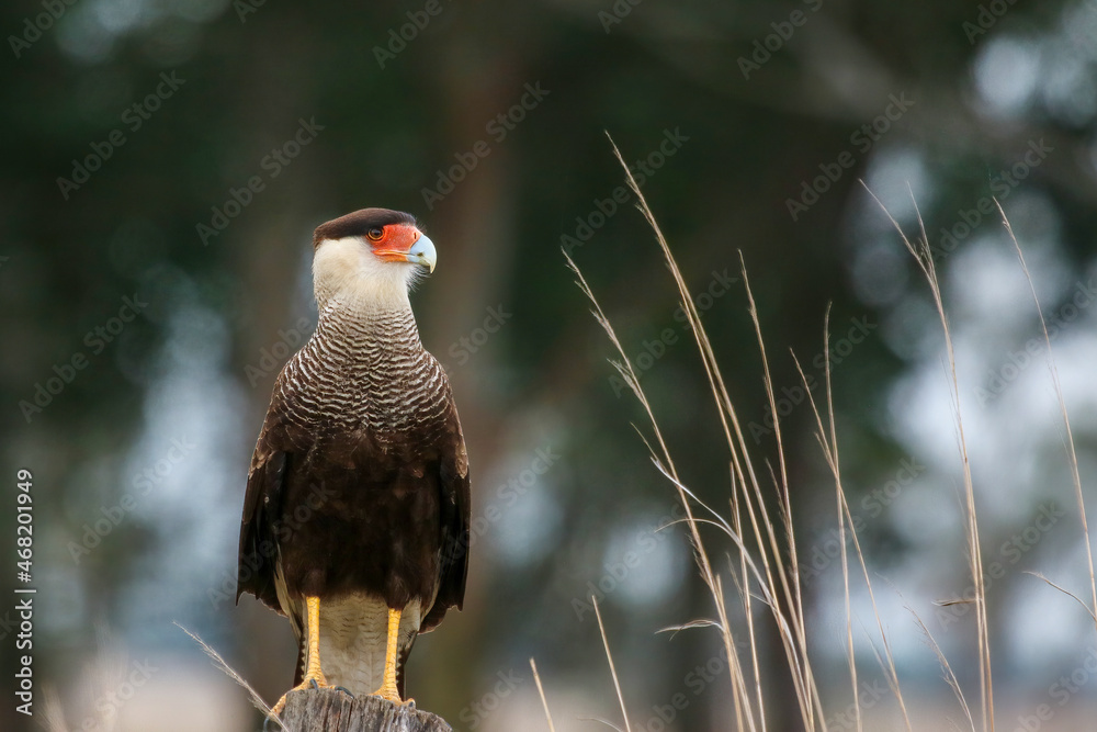 The crested caracara is a bird of prey in the family Falconidae. As ...