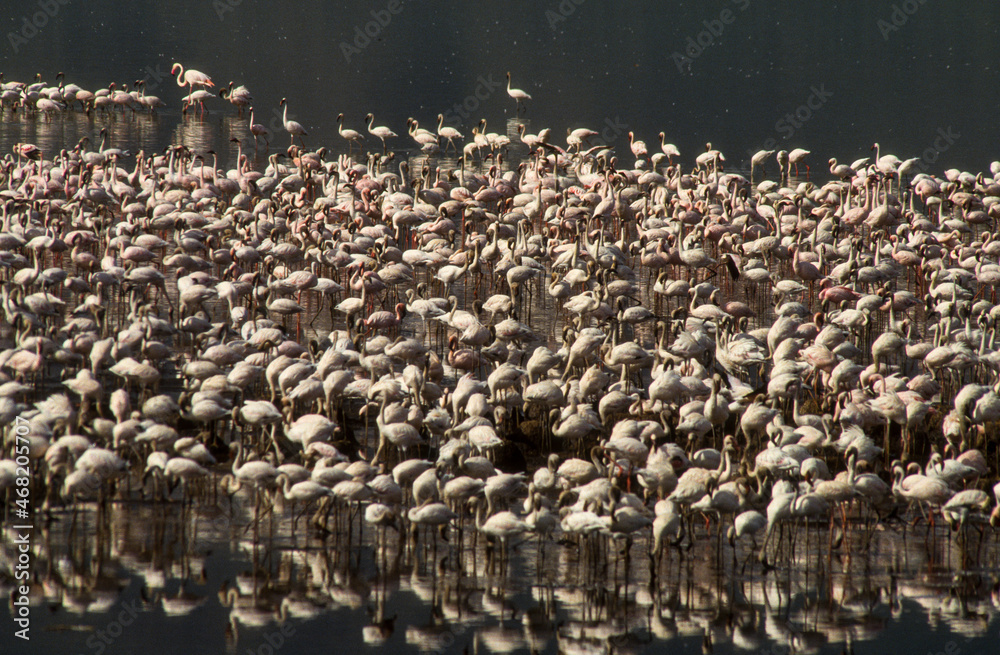 Flamant nain,. Phoeniconaias minor, Lesser Flamingo, Nids, Parc ...