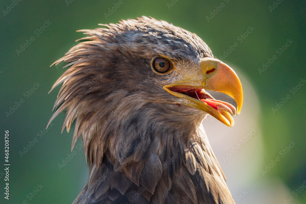 Adlerkopf mit geöffnetem Schnabel Stock Photo | Adobe Stock