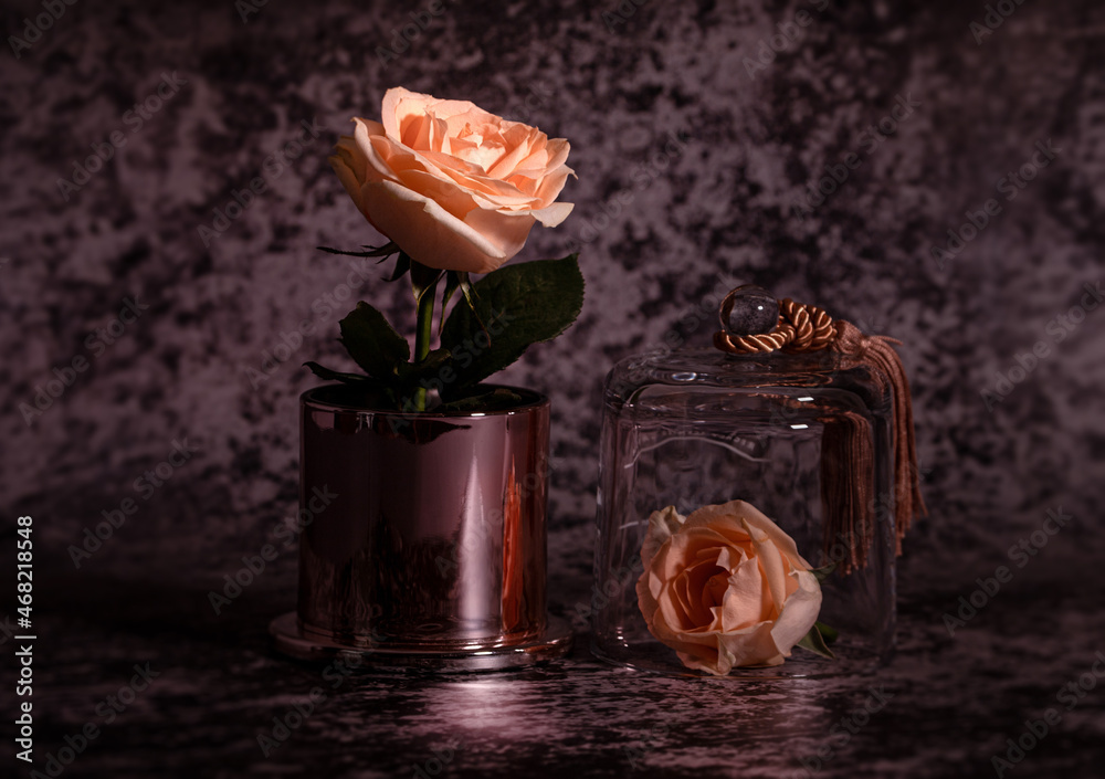 Freedom and prison: violence against woman concept. A pale rose in a ...