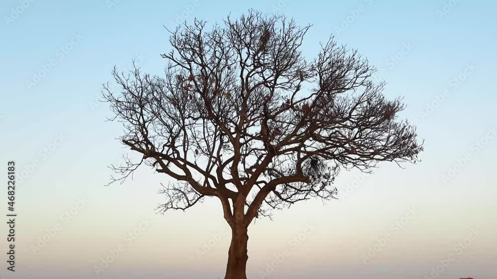 Dead killing mango trees 02 The withered tree is the hawk for human ...