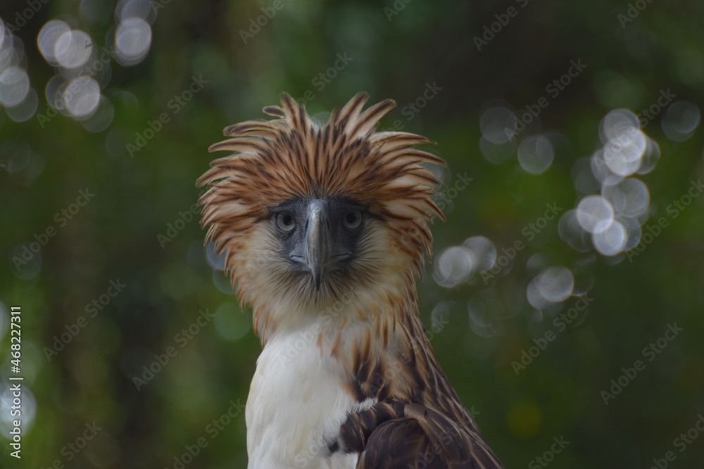 Davao Eagle Stock Photo | Adobe Stock