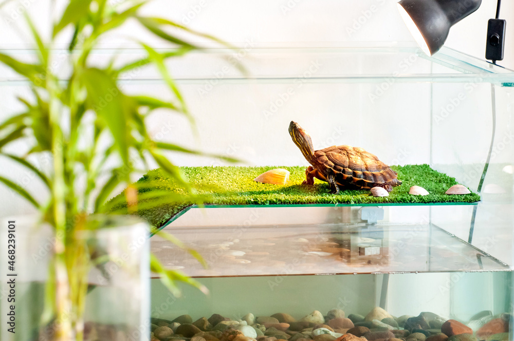 Red ear turtle sunbathing in aquaterrarium, water tiger turtle ...
