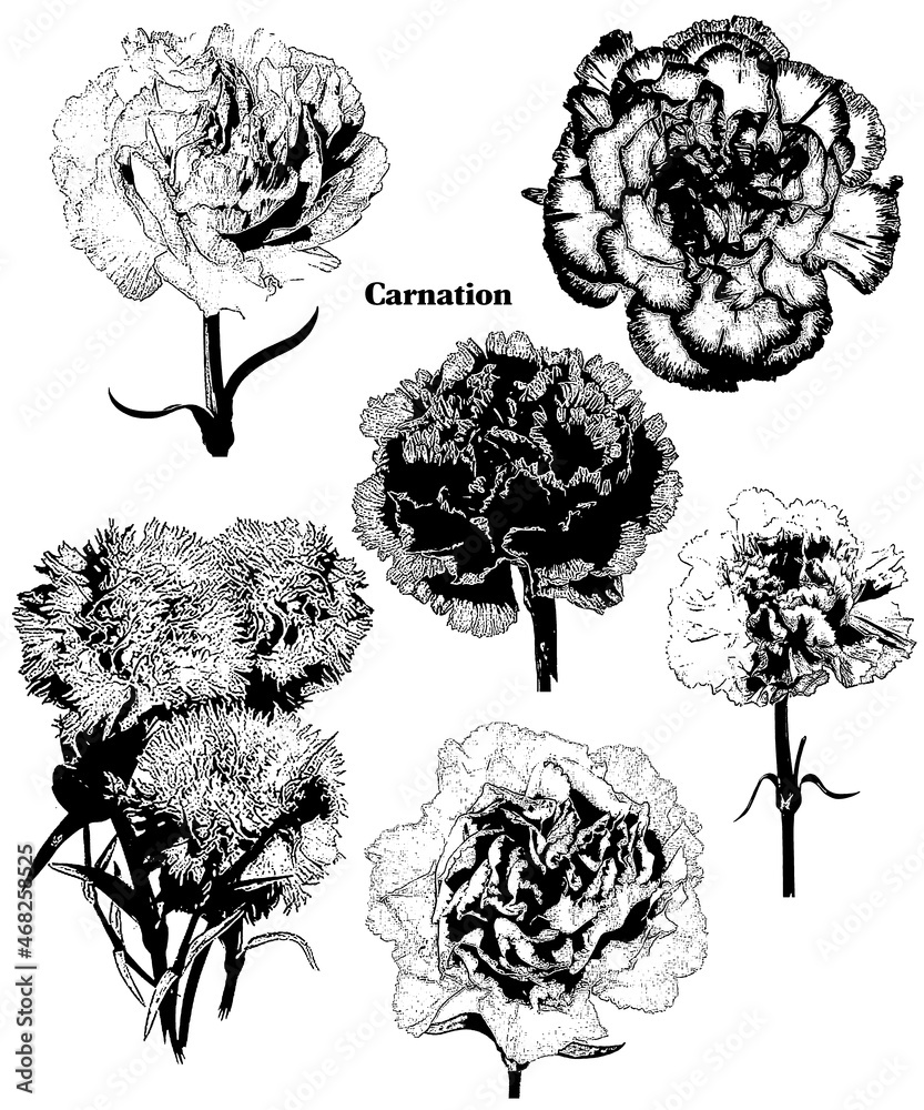 Botanical. Ready. Vintage flowers. Black and white illustration in ...