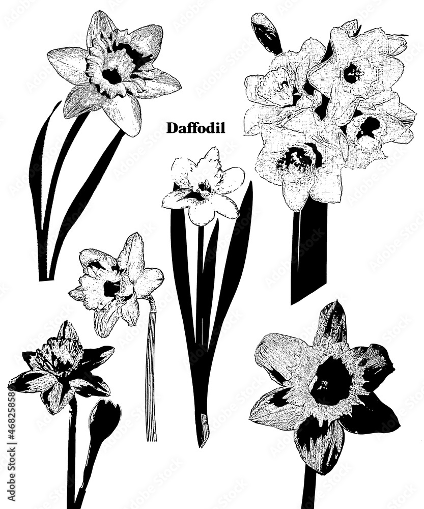 Botanical. Ready. Vintage flowers. Black and white illustration in ...