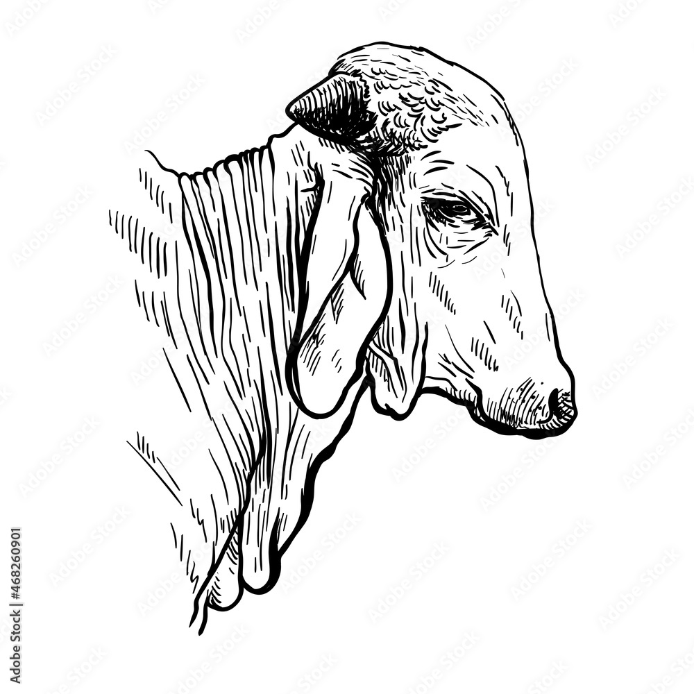Indian bull head drawing black and white illustration Stock Vector ...