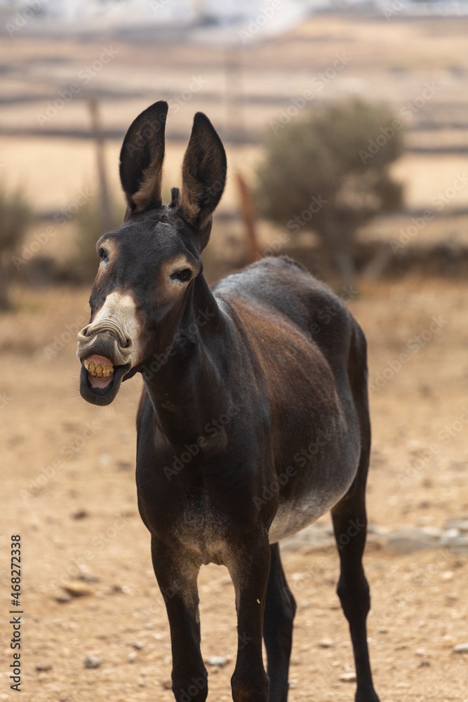 happy donkey Stock Photo | Adobe Stock
