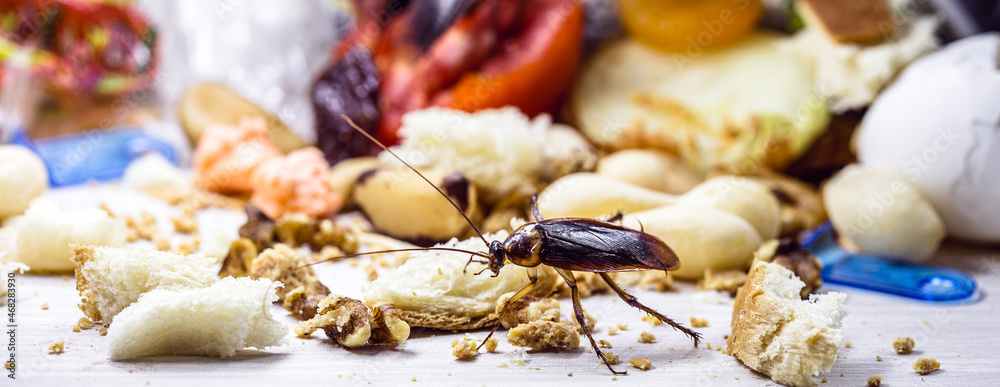 cockroaches walking over garbage piles, lack of hygiene and infestation ...