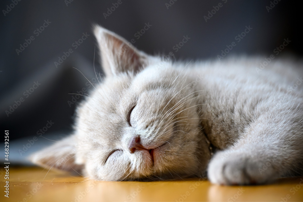 Smiling Kitten Wallpaper